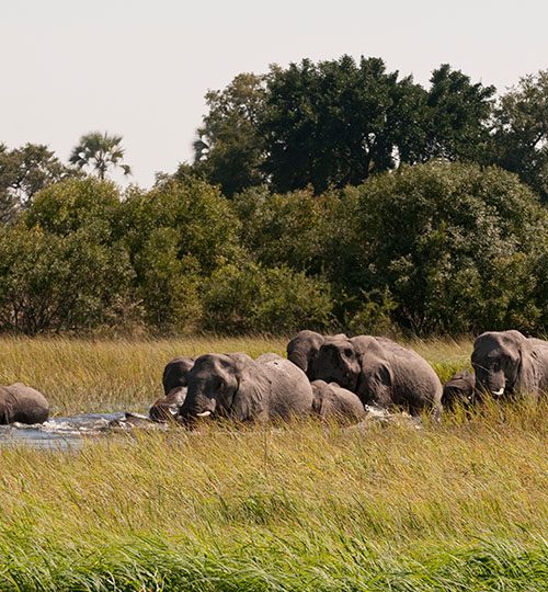 Okavango Delta – Matlapana Botanical Gardens